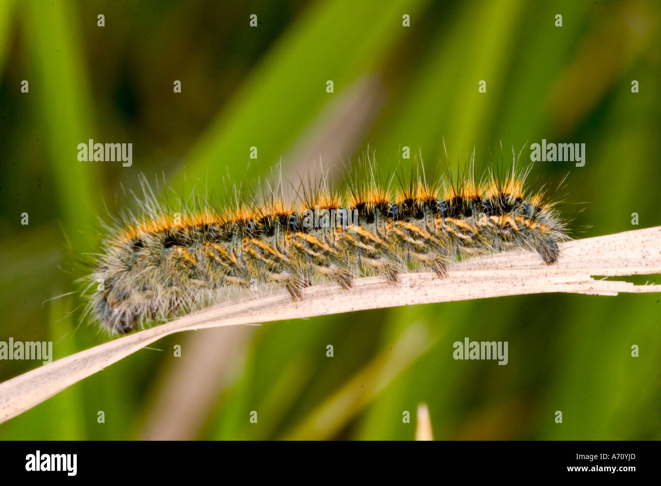 Caterpillar (philudoria potatoria Stock Photo - Alamy