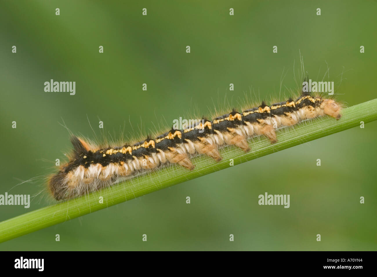 Caterpillar (philudoria potatoria Stock Photo - Alamy