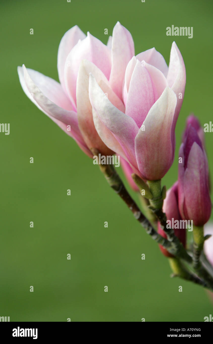 Magnolia Flower Buds, Magnoliaceae Stock Photo - Alamy