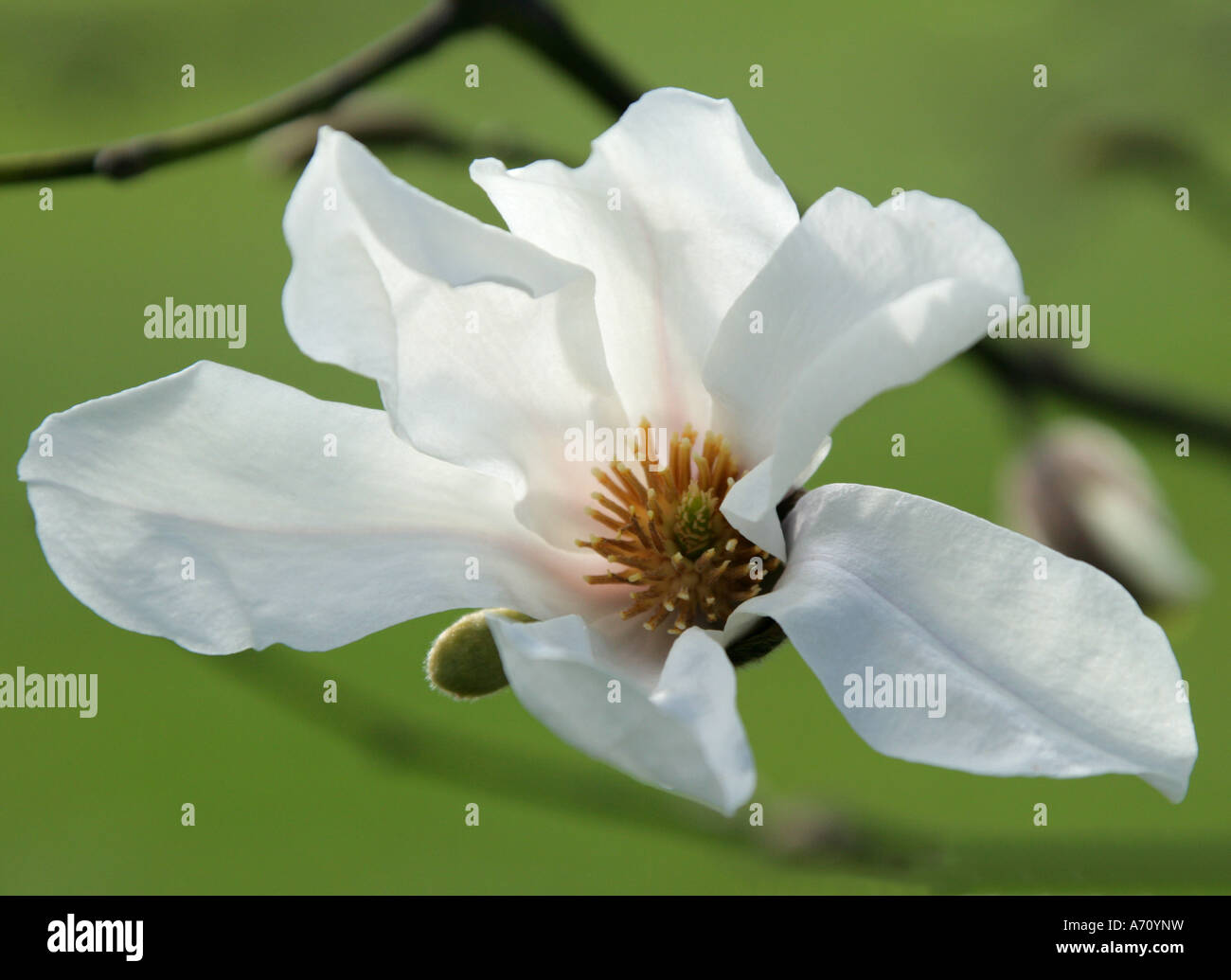 Magnolia kewensis hi-res stock photography and images - Alamy