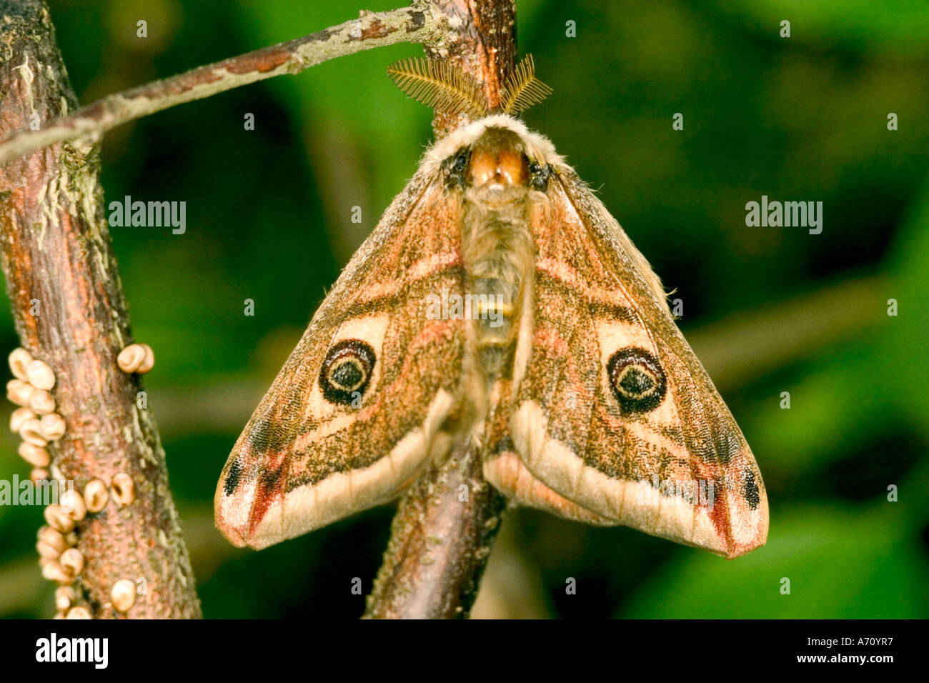Eudia hi-res stock photography and images - Alamy