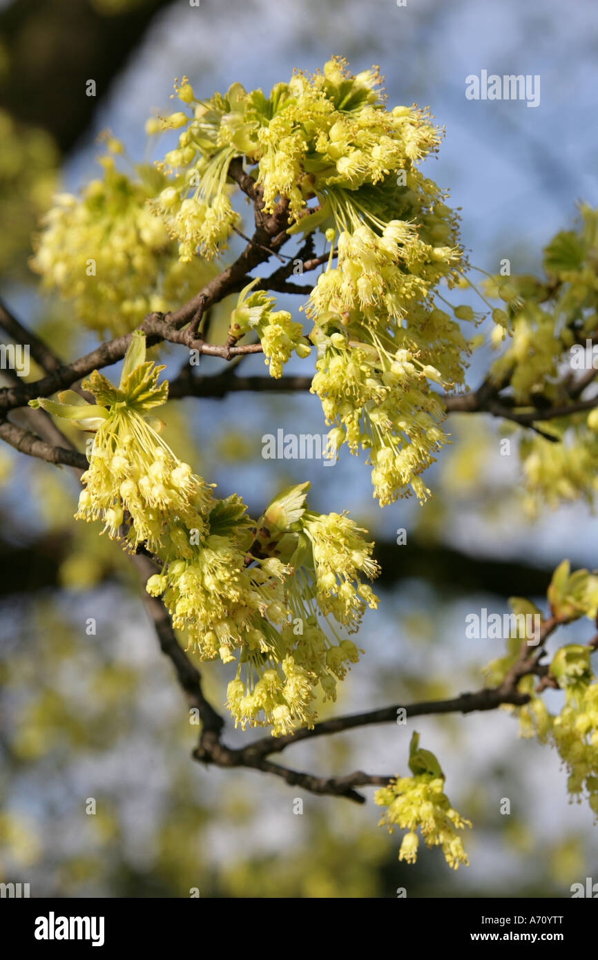 Italian maple trees hi-res stock photography and images - Alamy