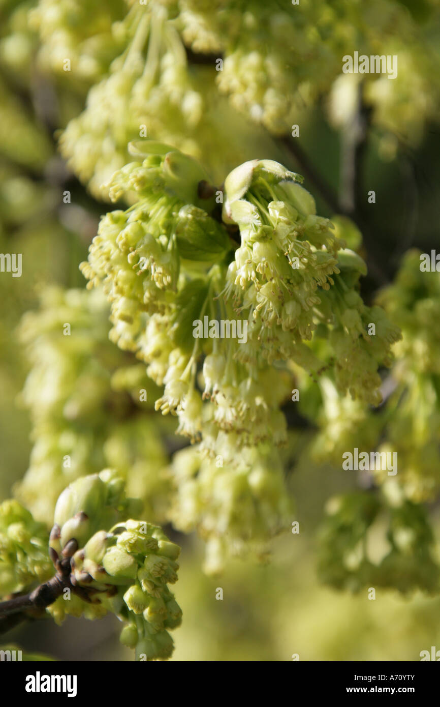 Italian Maple Tree Flowers, Acer obtusatum, Sapindaceae (Aceraceae ...