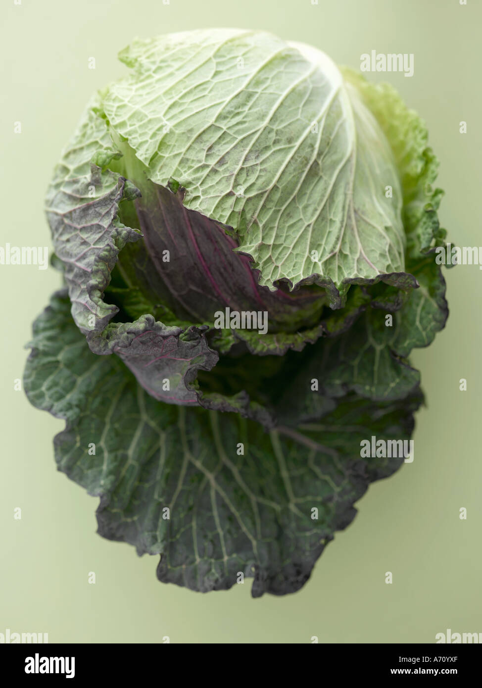 January king cabbage on pale green background - high end Hasselblad ...