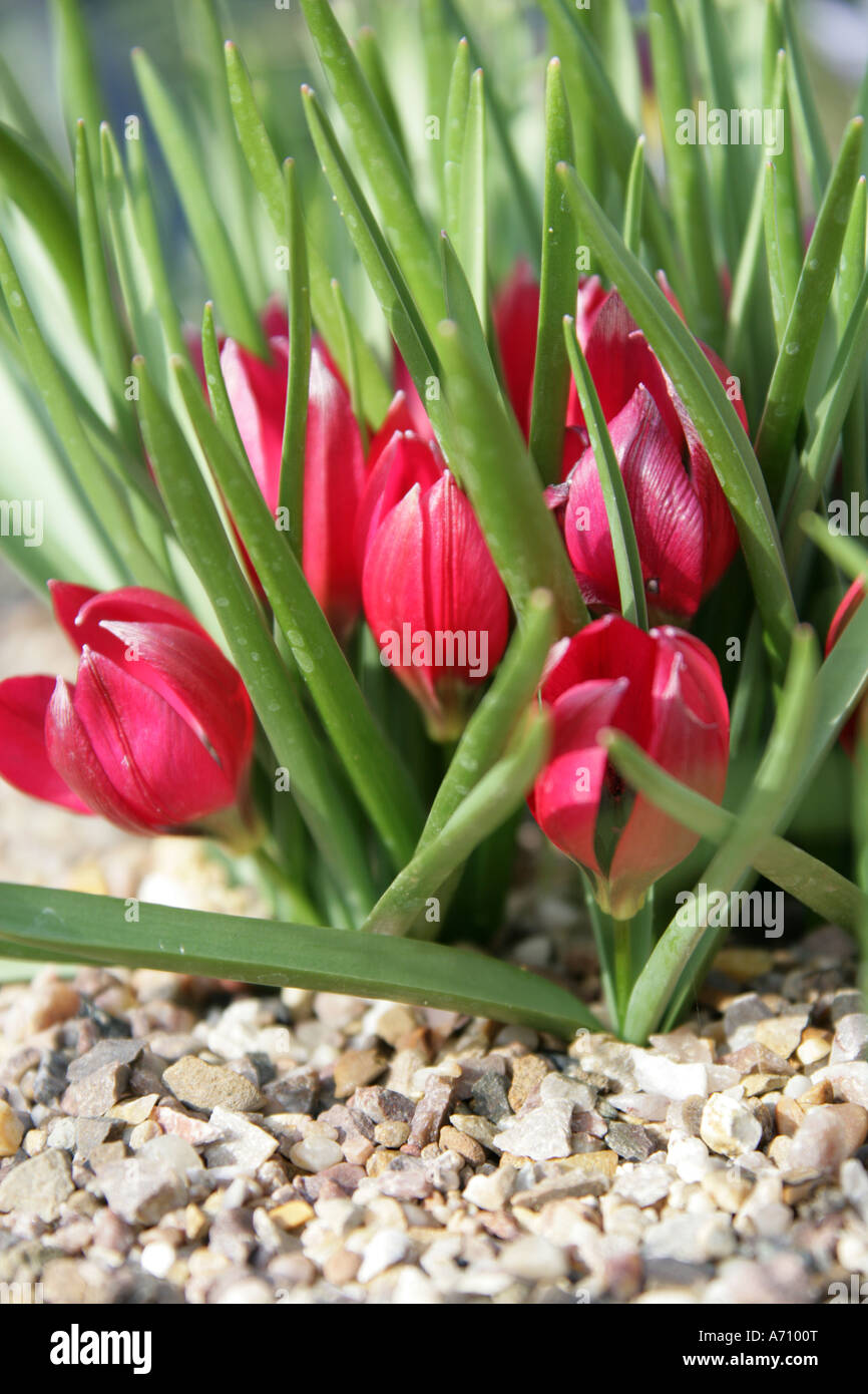 Miniature tulip hi-res stock photography and images - Alamy