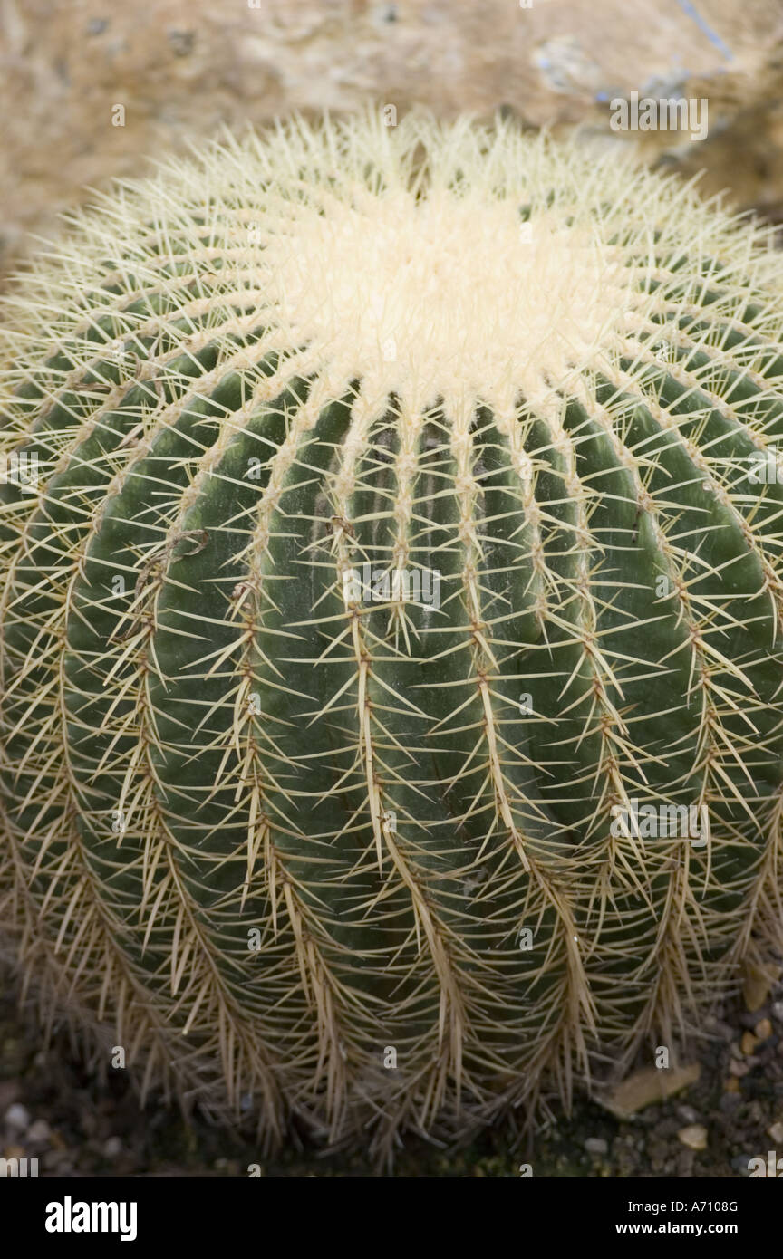 Ball shaped cactus - Echinocactus grusonii, cactaceae, Mexico Stock ...