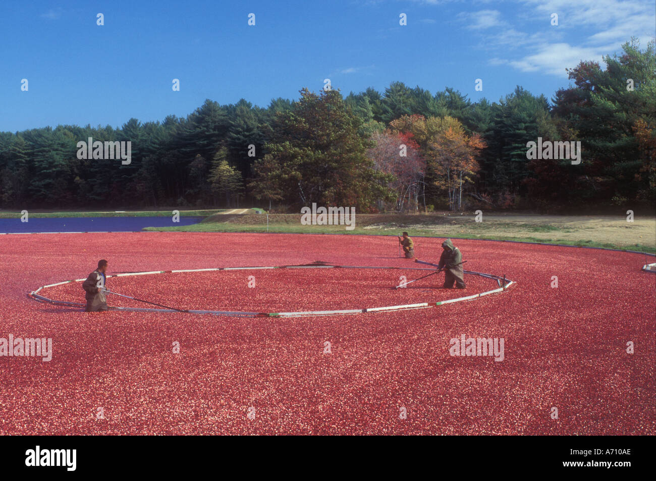 Fruit carver hi-res stock photography and images - Alamy