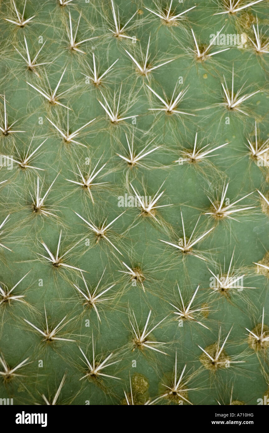 Opuntia scheeri close up, cactaceae, Mexico Stock Photo - Alamy