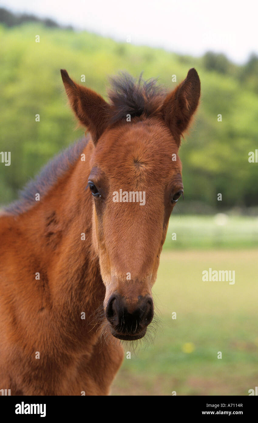 trotter horse - foal - portrait Stock Photo - Alamy