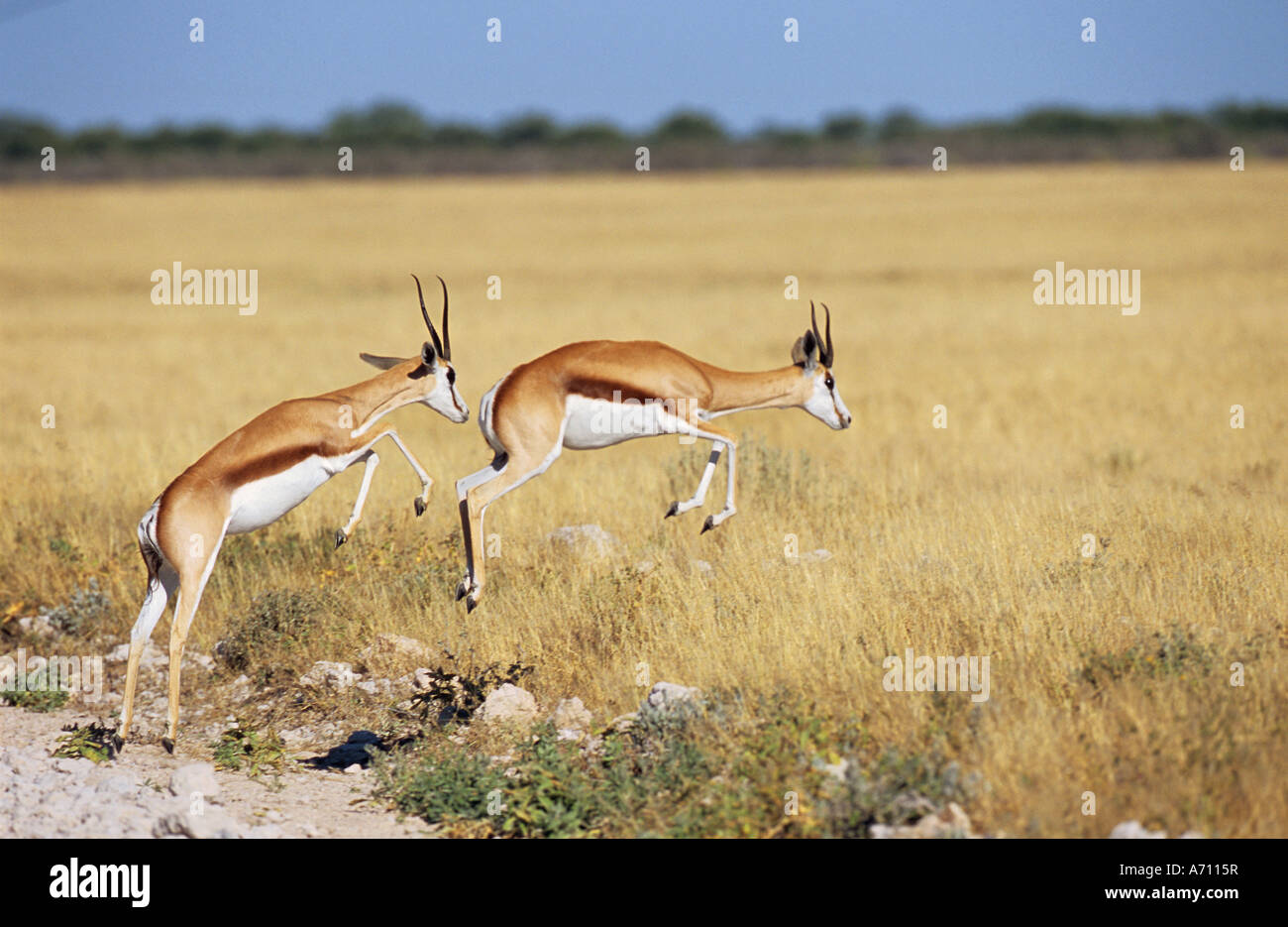 Springbok jumping hi-res stock photography and images - Alamy
