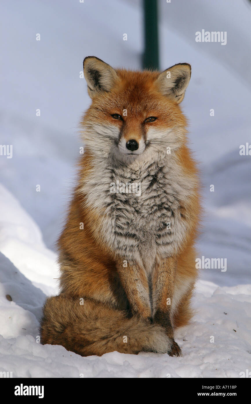 red fox - sitting in snow / Vulpes vulpes Stock Photo - Alamy