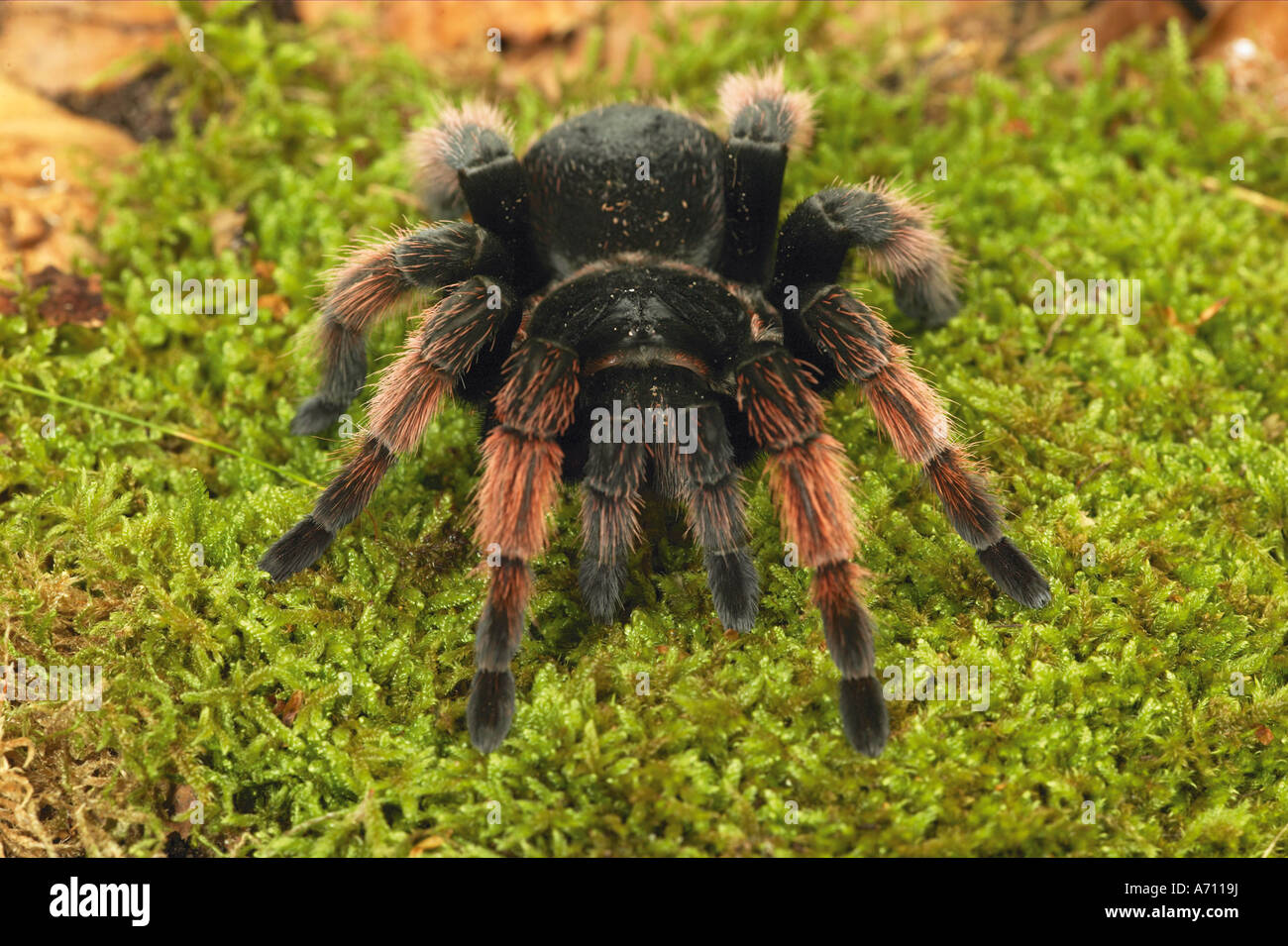 Mexican Pink Tarantula (Brachypelma klaasi) on moss Stock Photo - Alamy