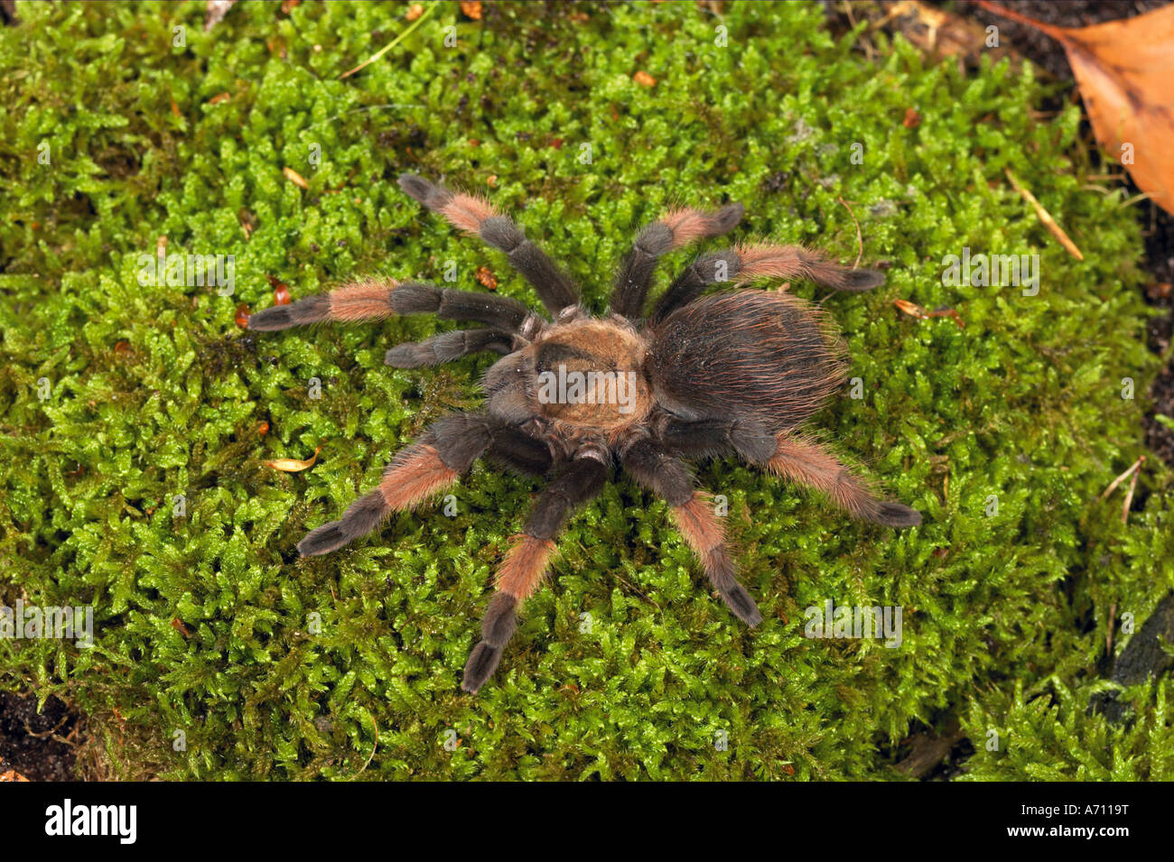 Mexican Redleg, Red-legged Tarantula. (Brachypelma emilia). Spider ...