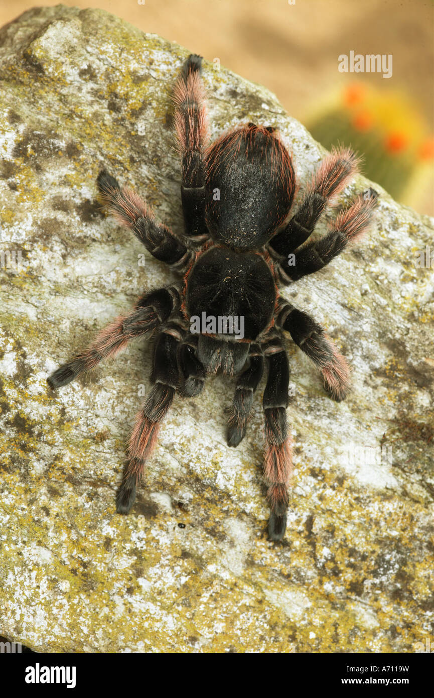 Mexican Pink Tarantula (Brachypelma klaasi) on a rock Stock Photo - Alamy