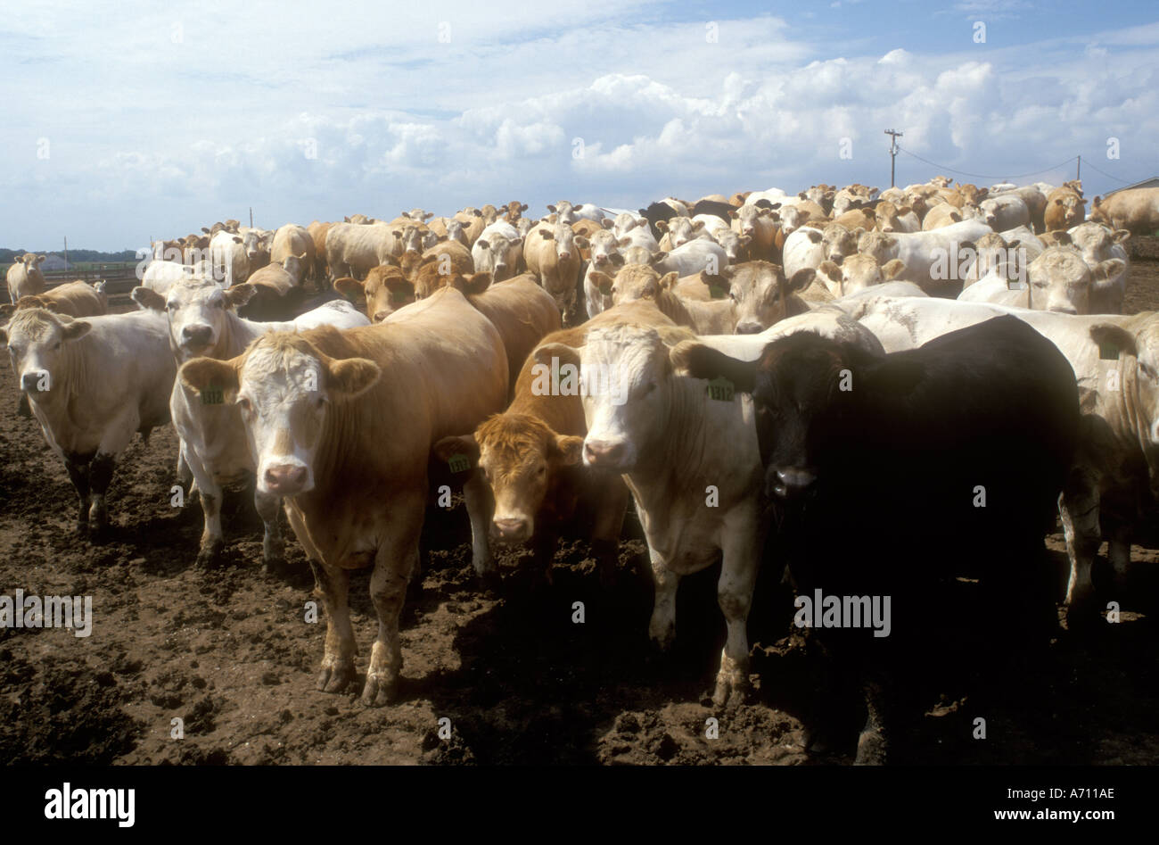 Nebraska beef cattle hi-res stock photography and images - Alamy