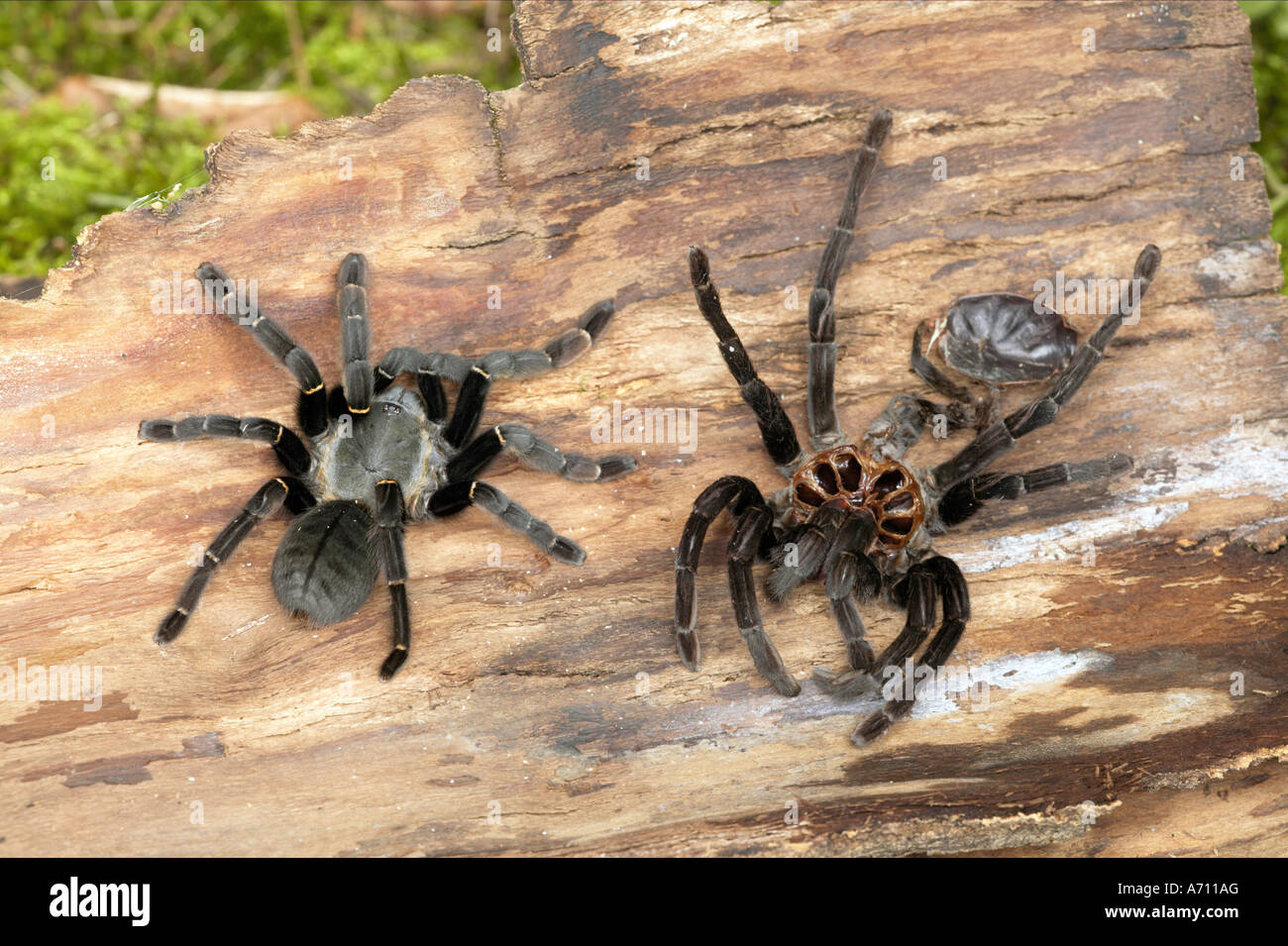 two Tarantulas / Ornithoctonus Stock Photo - Alamy