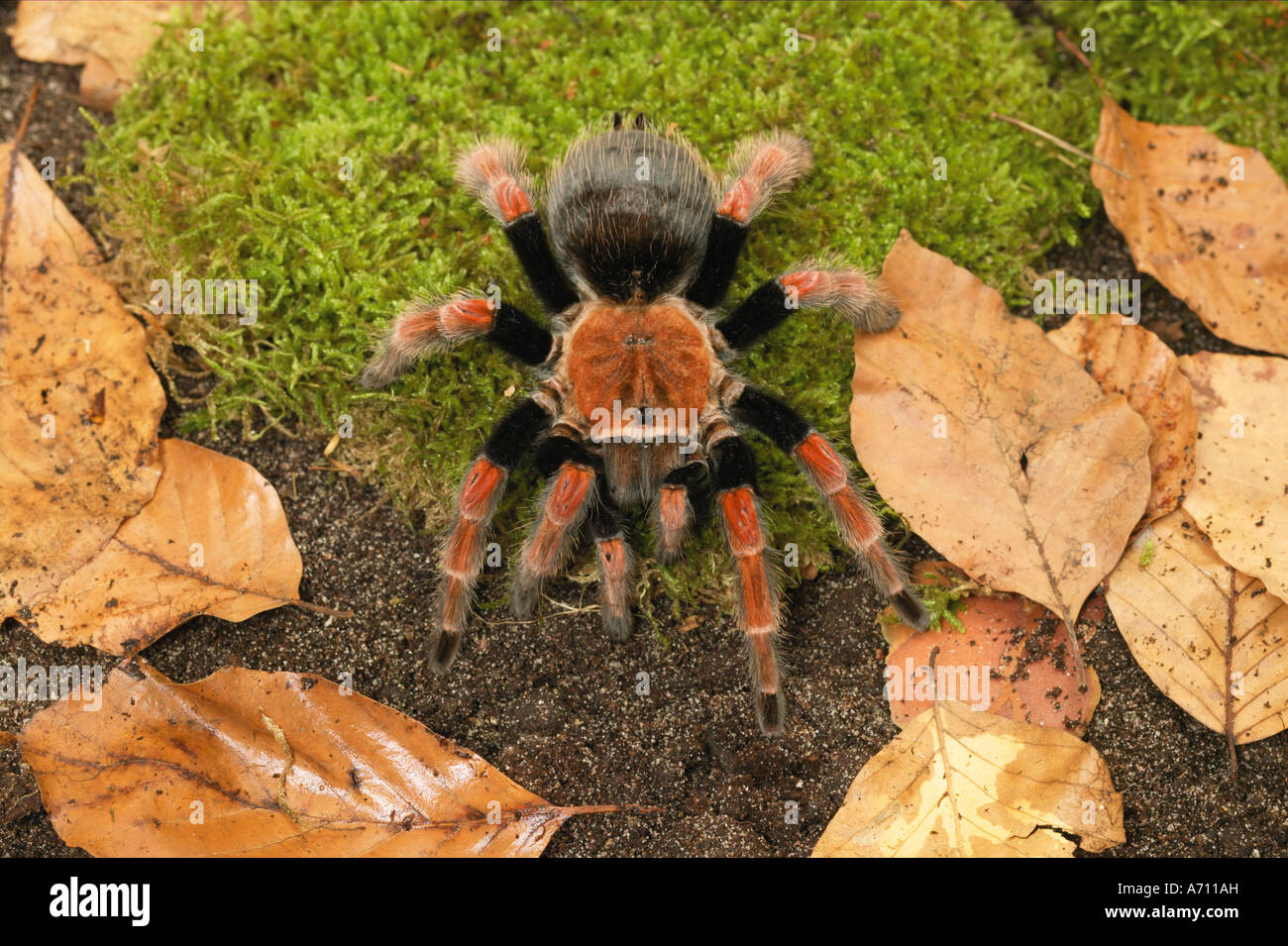 Mexican Fireleg, Mexican Rustleg Tarantula (Brachypelma boehmei) on ...