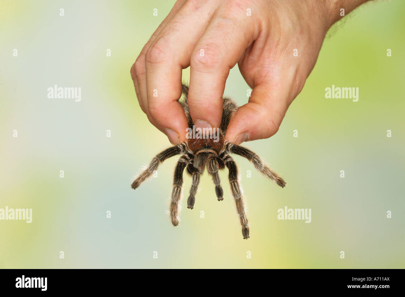 tarantula - bird-eating spider - being held by hand Stock Photo - Alamy
