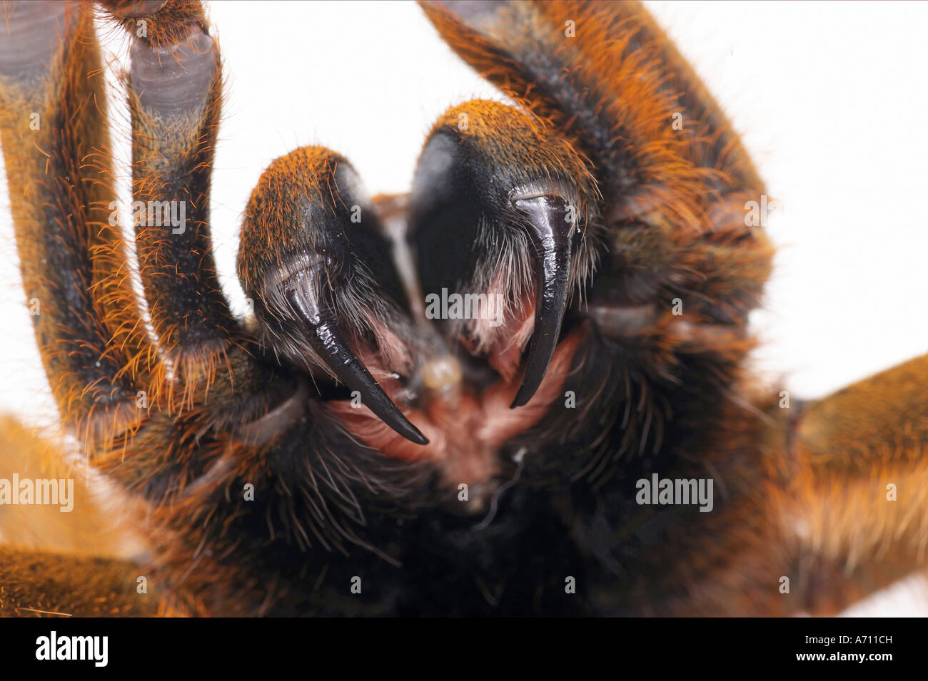 Chelicerae with fangs hi-res stock photography and images - Alamy
