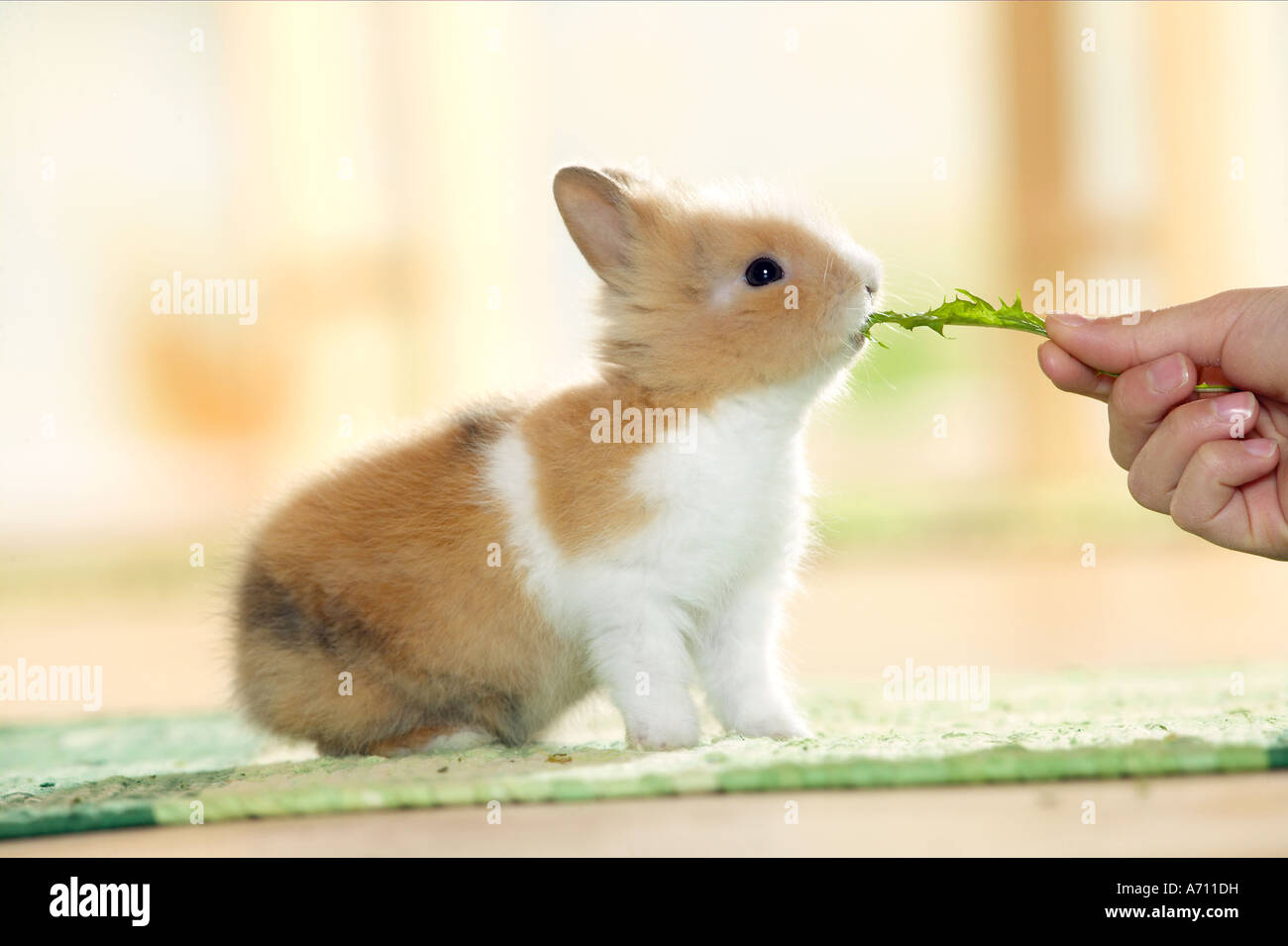 Young pygmy rabbit eating a Dandelion leaf from a hand Stock Photo - Alamy