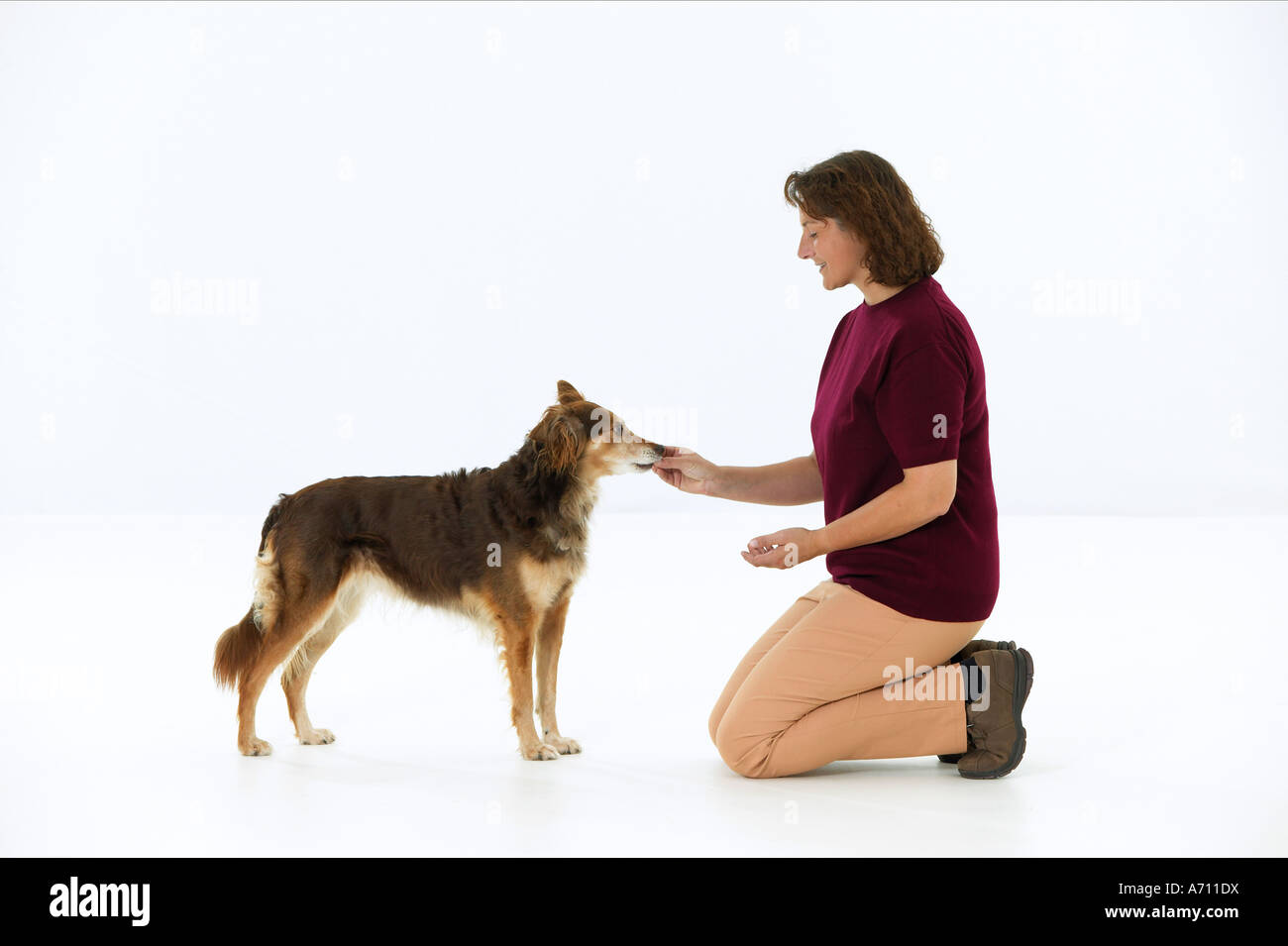 half-breed dog getting biscuit Stock Photo - Alamy