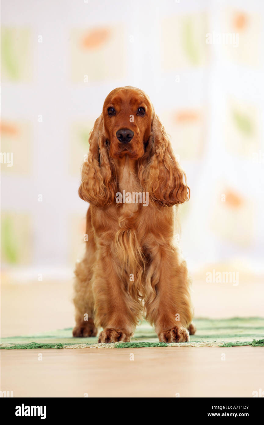 Cocker Spaniel standing on rug Stock Photo - Alamy