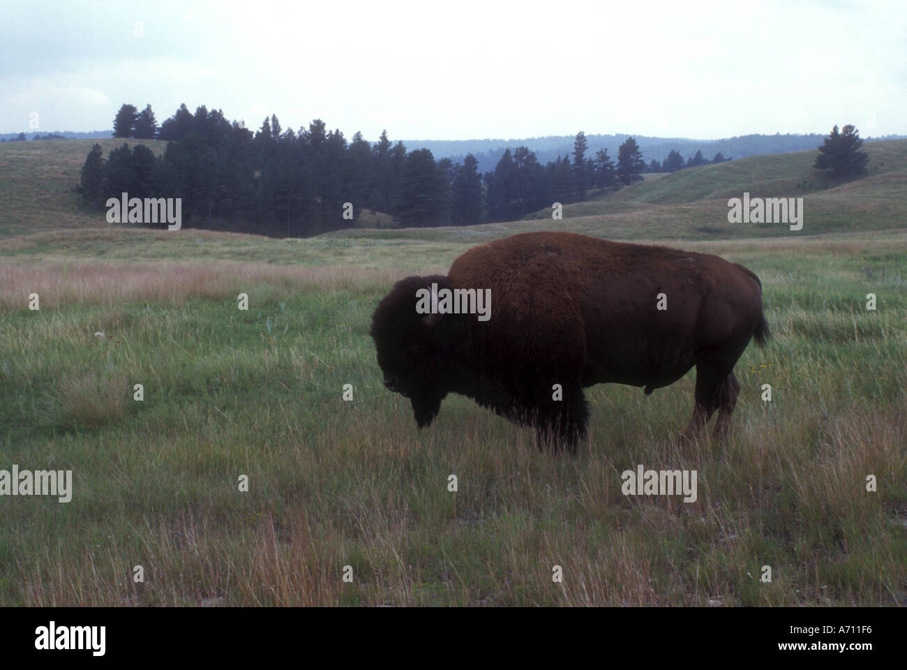 Wind cave np hi-res stock photography and images - Alamy