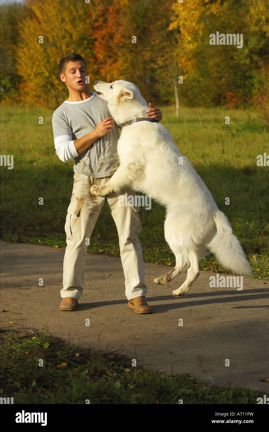 White swiss shepherd dog jumping hi-res stock photography and images ...