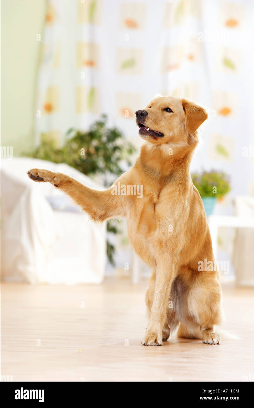 half breed dog giving paw Stock Photo - Alamy