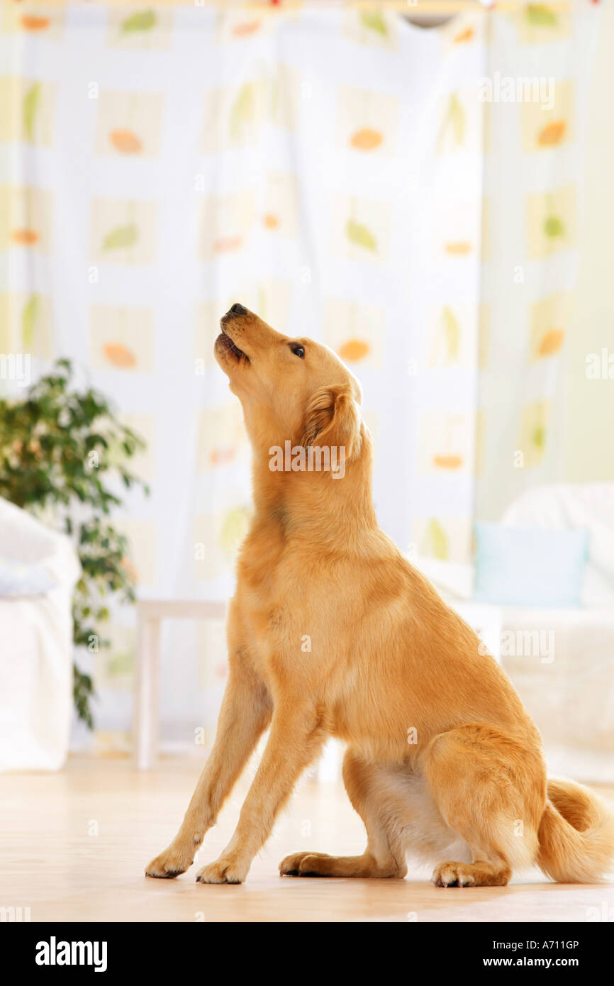 Arrogating High Resolution Stock Photography and Images - Alamy