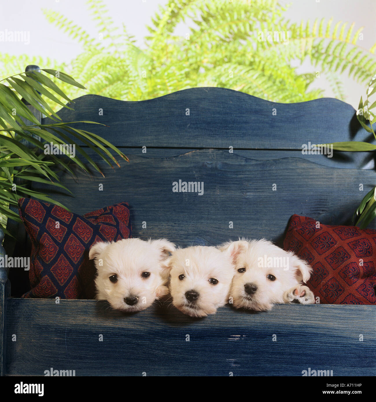 three West Highland White Terrier dogs - puppies on bench Stock Photo ...