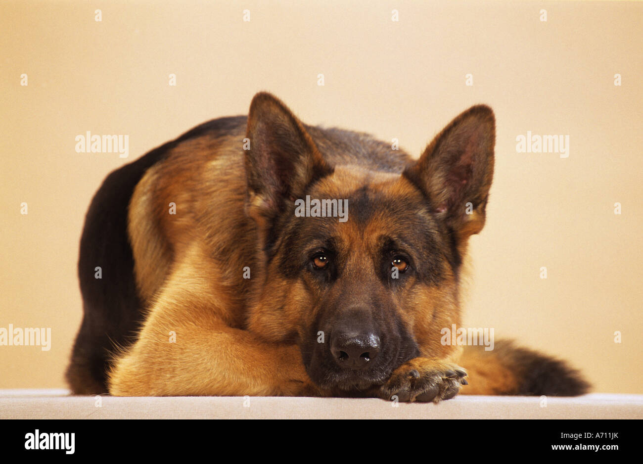 German Shepherd Dog - lying - cut out Stock Photo - Alamy