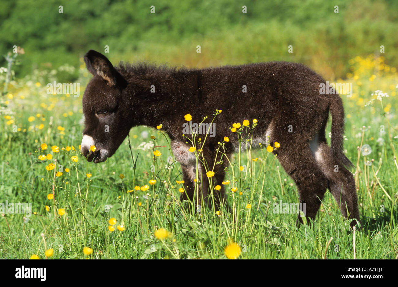 Donkey Cub Meadow High Resolution Stock Photography and Images - Alamy