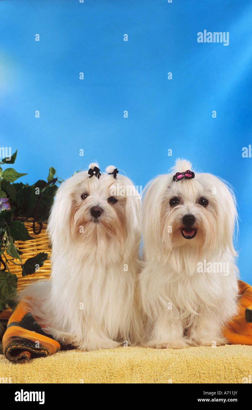 two Maltese dogs - sitting Stock Photo - Alamy