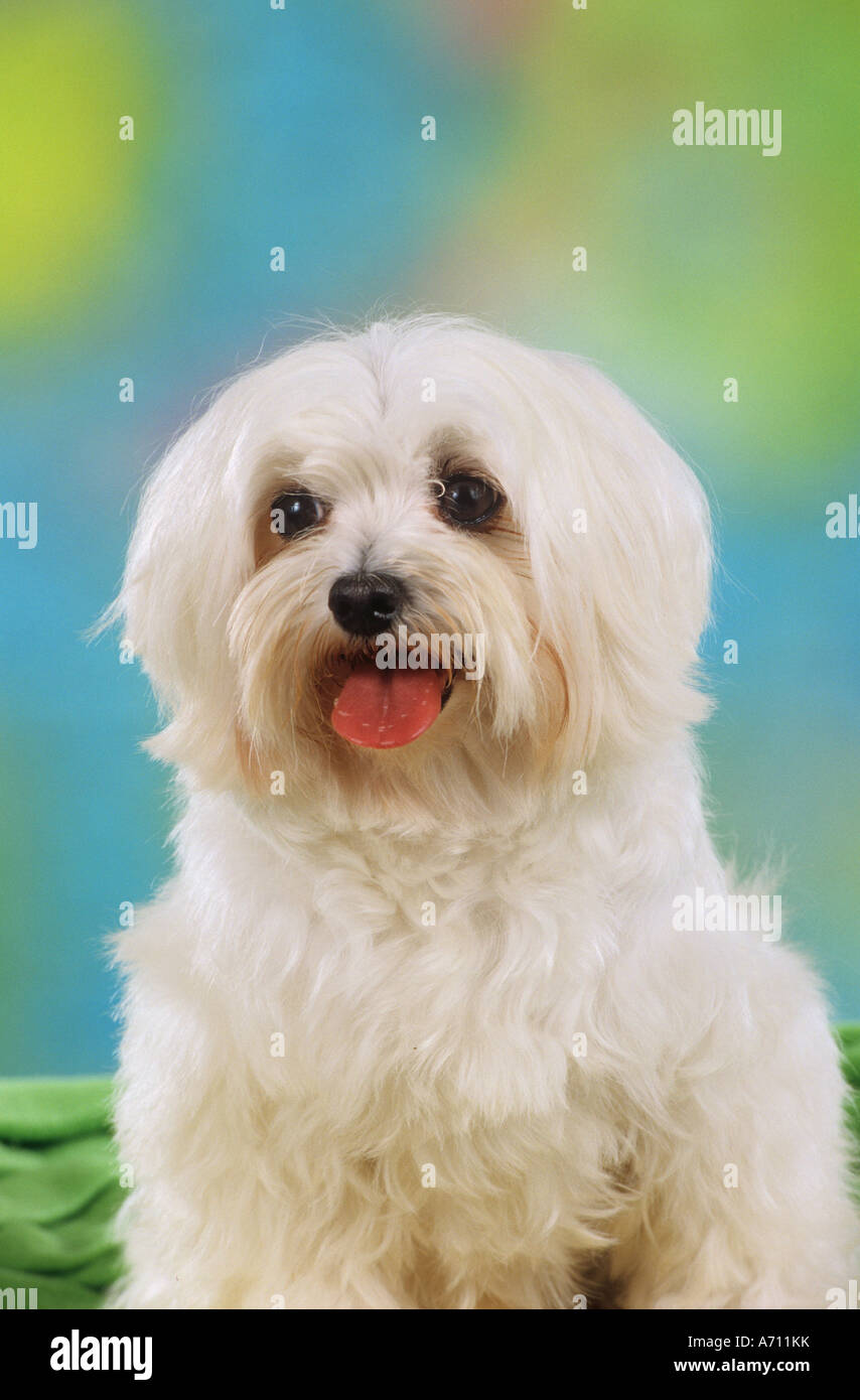 Malteser dog hi-res stock photography and images - Alamy