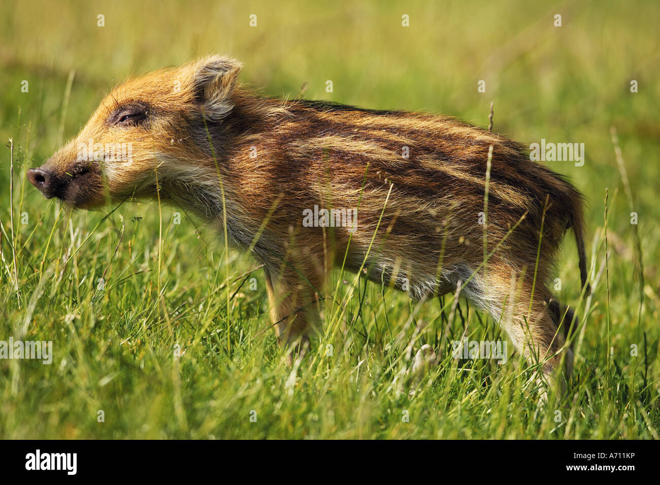 Shoat hi-res stock photography and images - Alamy