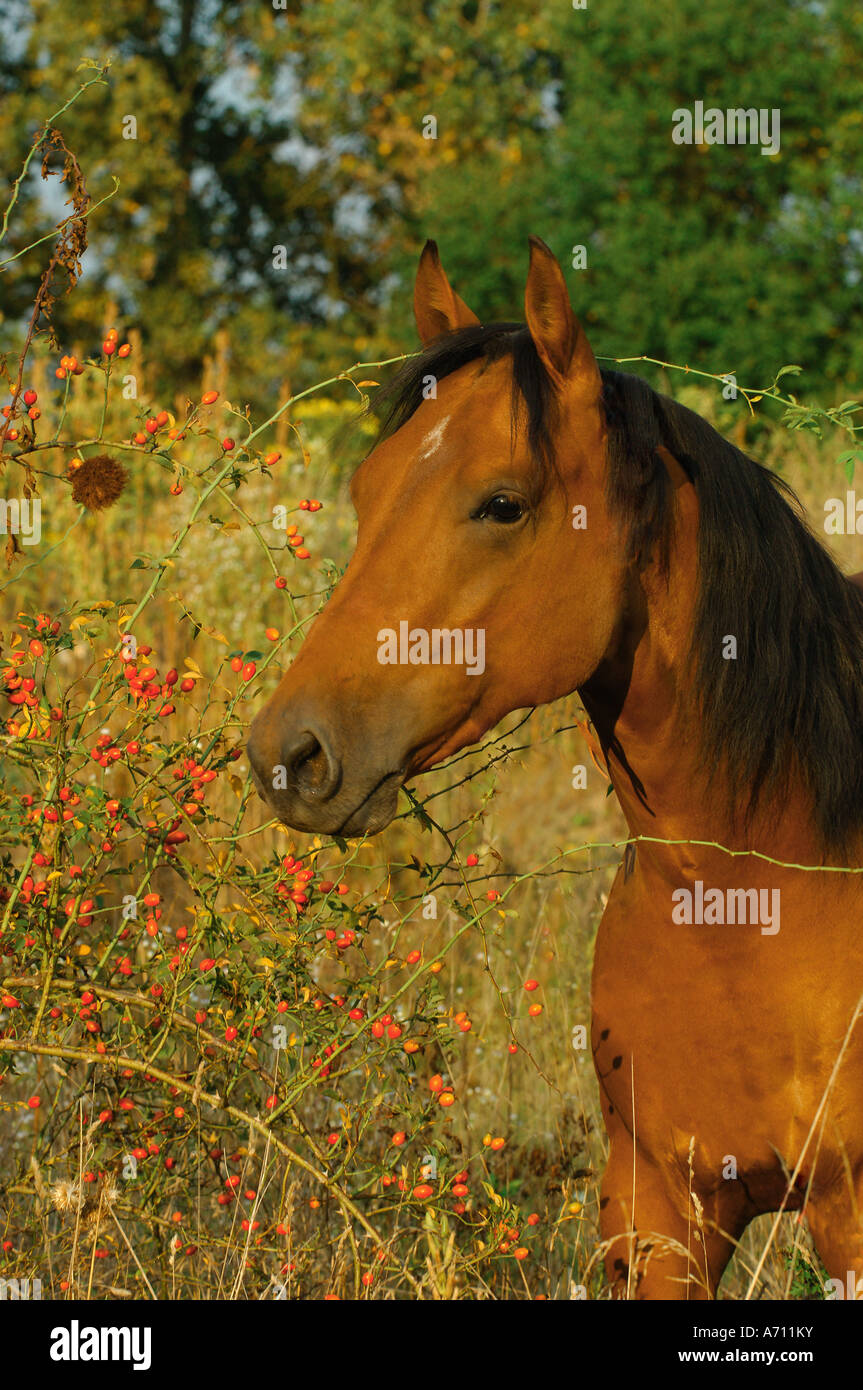 Quarter horse stallion portrait Stock Photo - Alamy