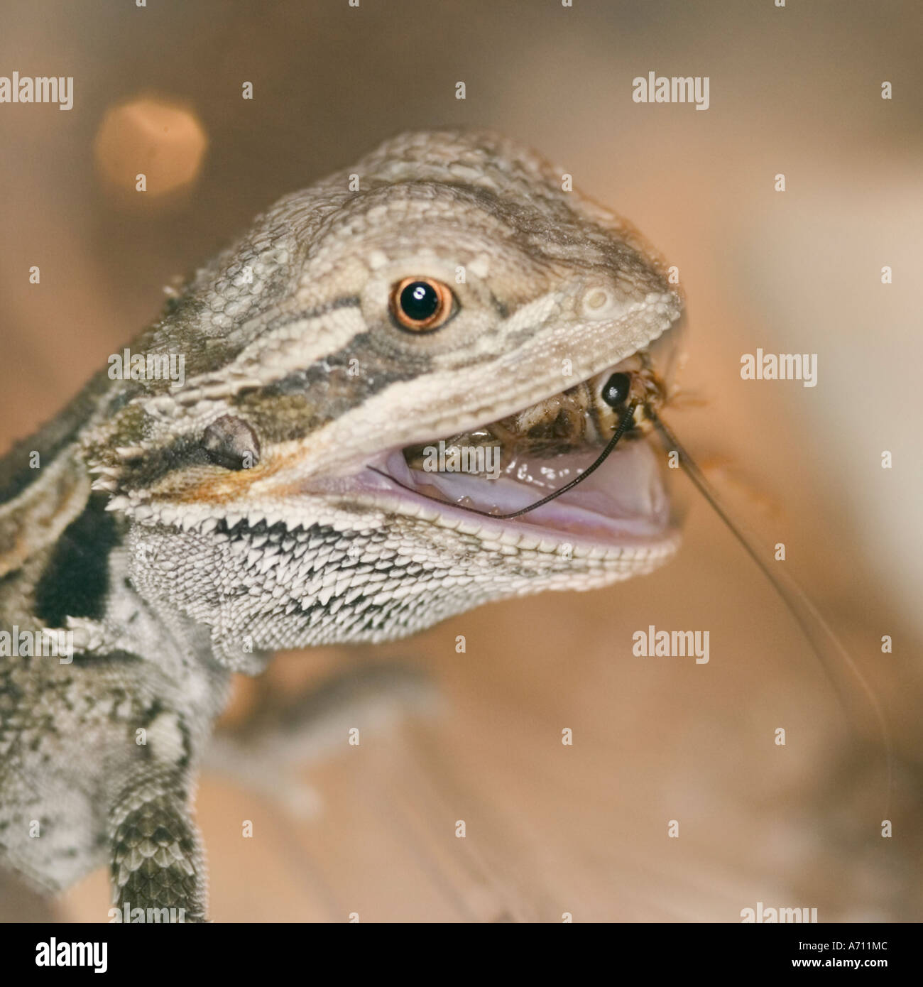 Young pogona vitticeps hi-res stock photography and images - Alamy