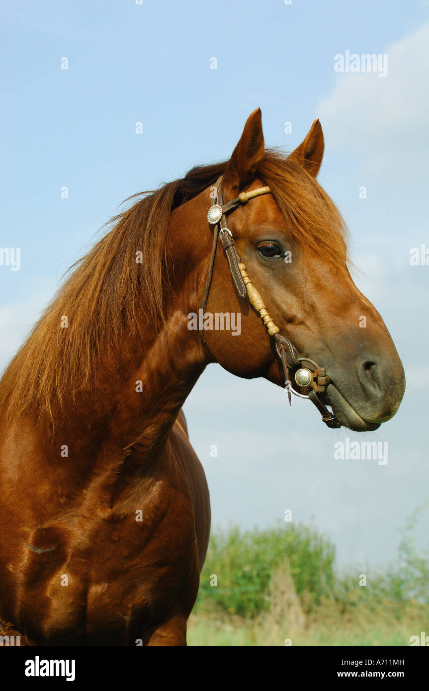Quarter horse stallion portrait Stock Photo - Alamy