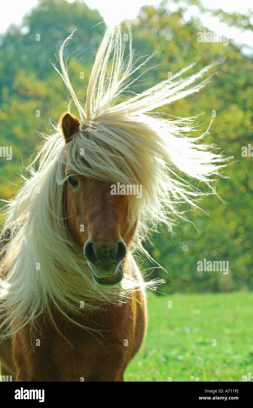 Shetland Pony portrait with mane flowing Stock Photo - Alamy