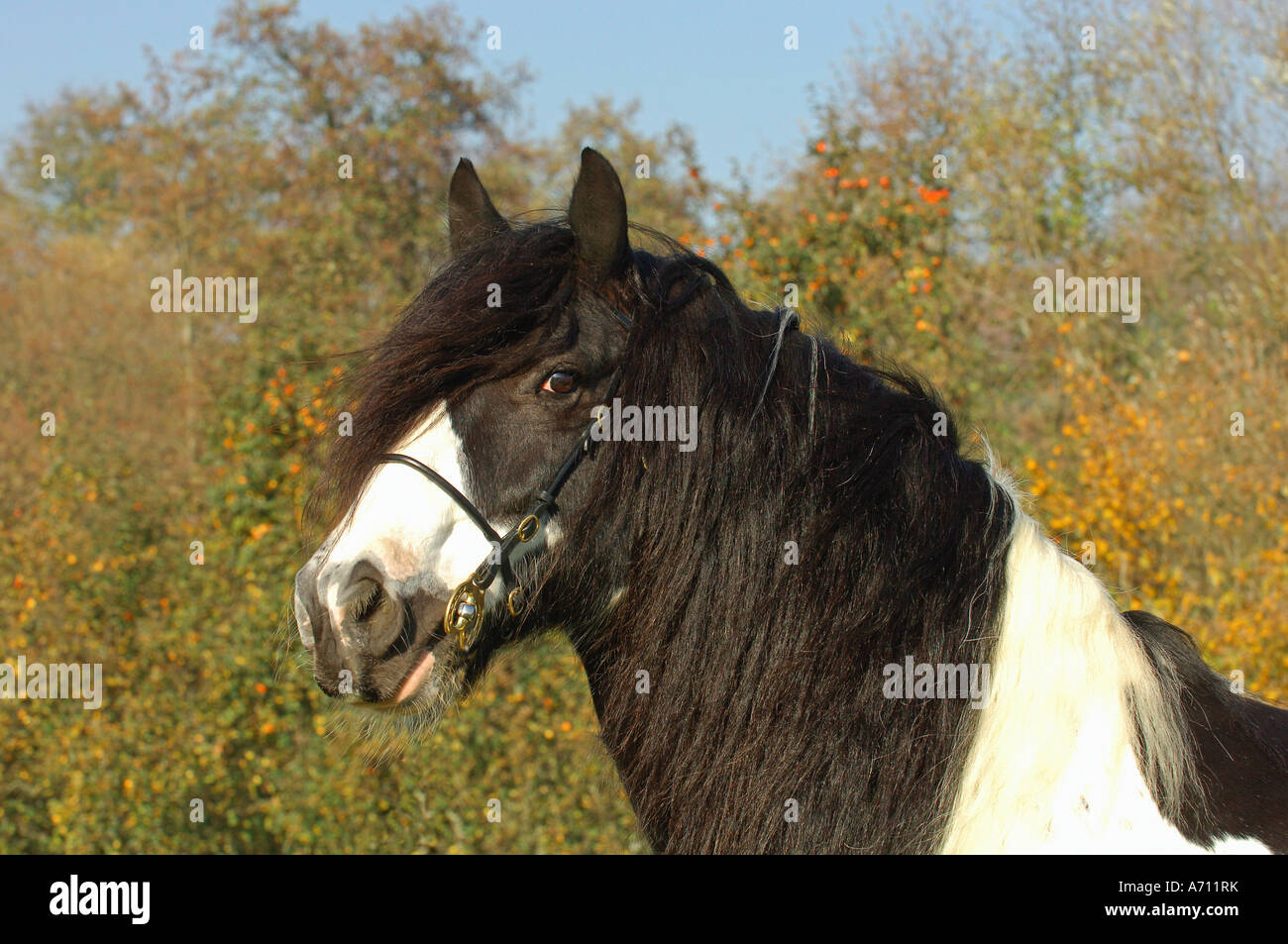Tinker pony portrait Stock Photo - Alamy