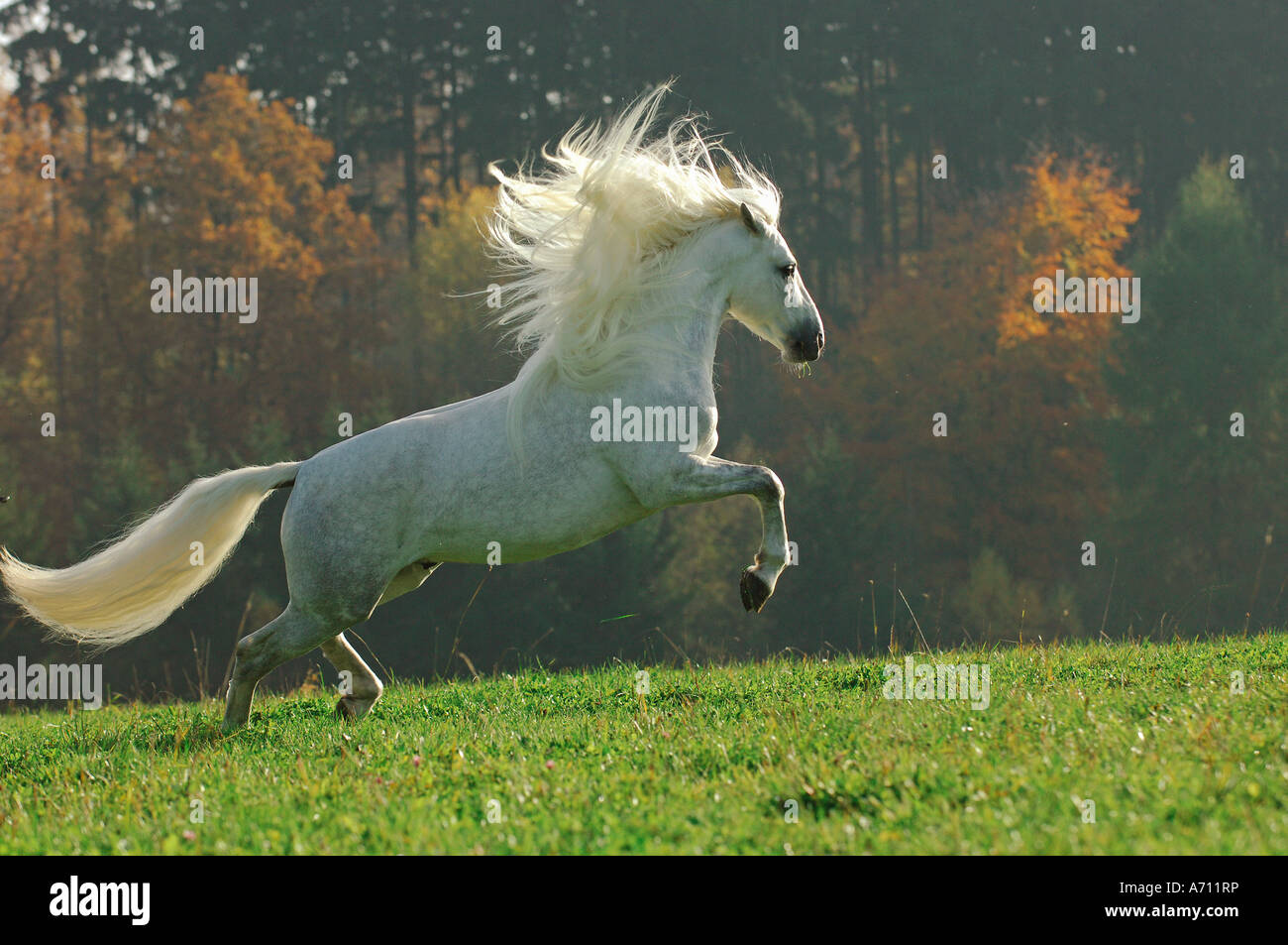 Andalusian horse rearing Stock Photo - Alamy
