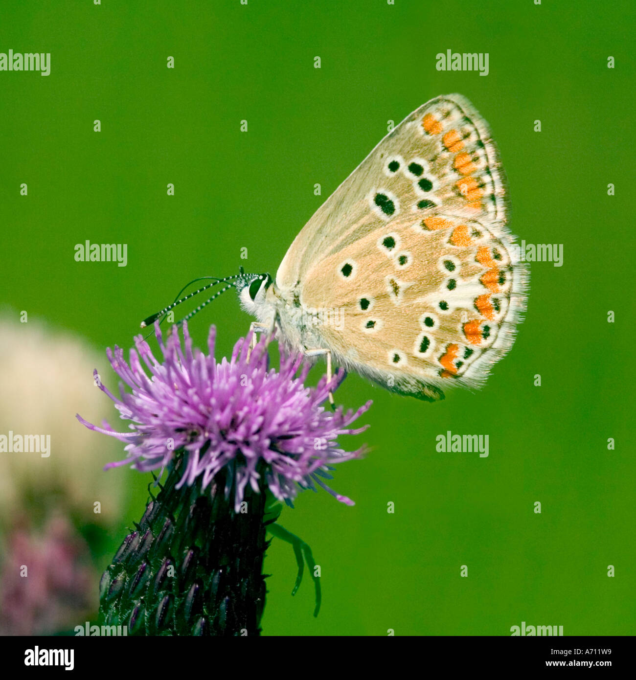 Brown argus (Aricia agestis Stock Photo - Alamy