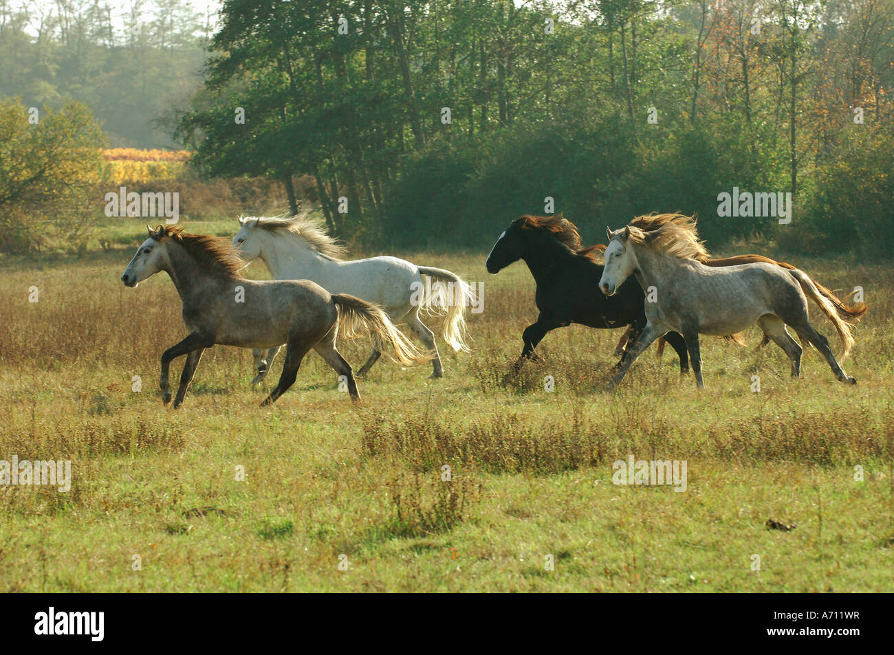 Barb horses trotting on meadow Stock Photo - Alamy