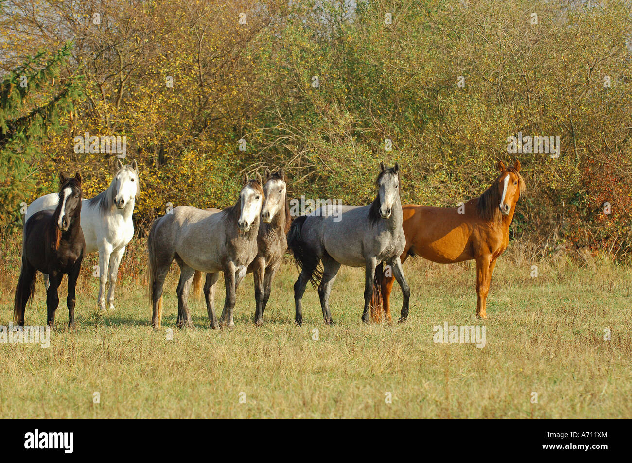 Barb horses on meadow Stock Photo - Alamy