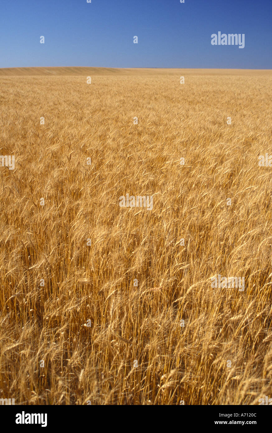 Frontier crops hi-res stock photography and images - Alamy