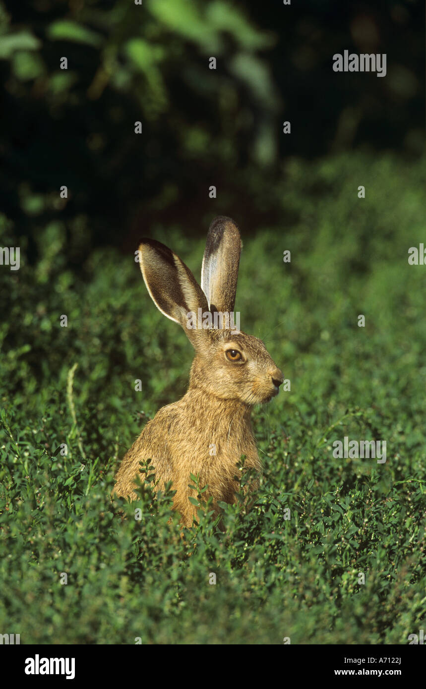 European hare - sitting lateral / Lepus europaeus Stock Photo - Alamy