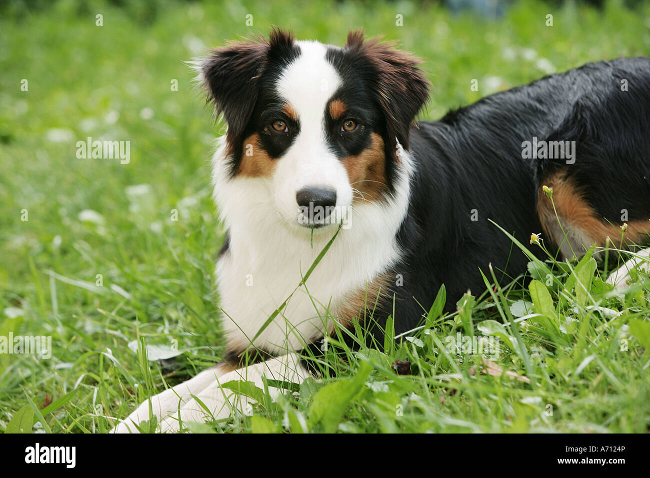 Australian shepherd puppy - lying on meadow Stock Photo - Alamy