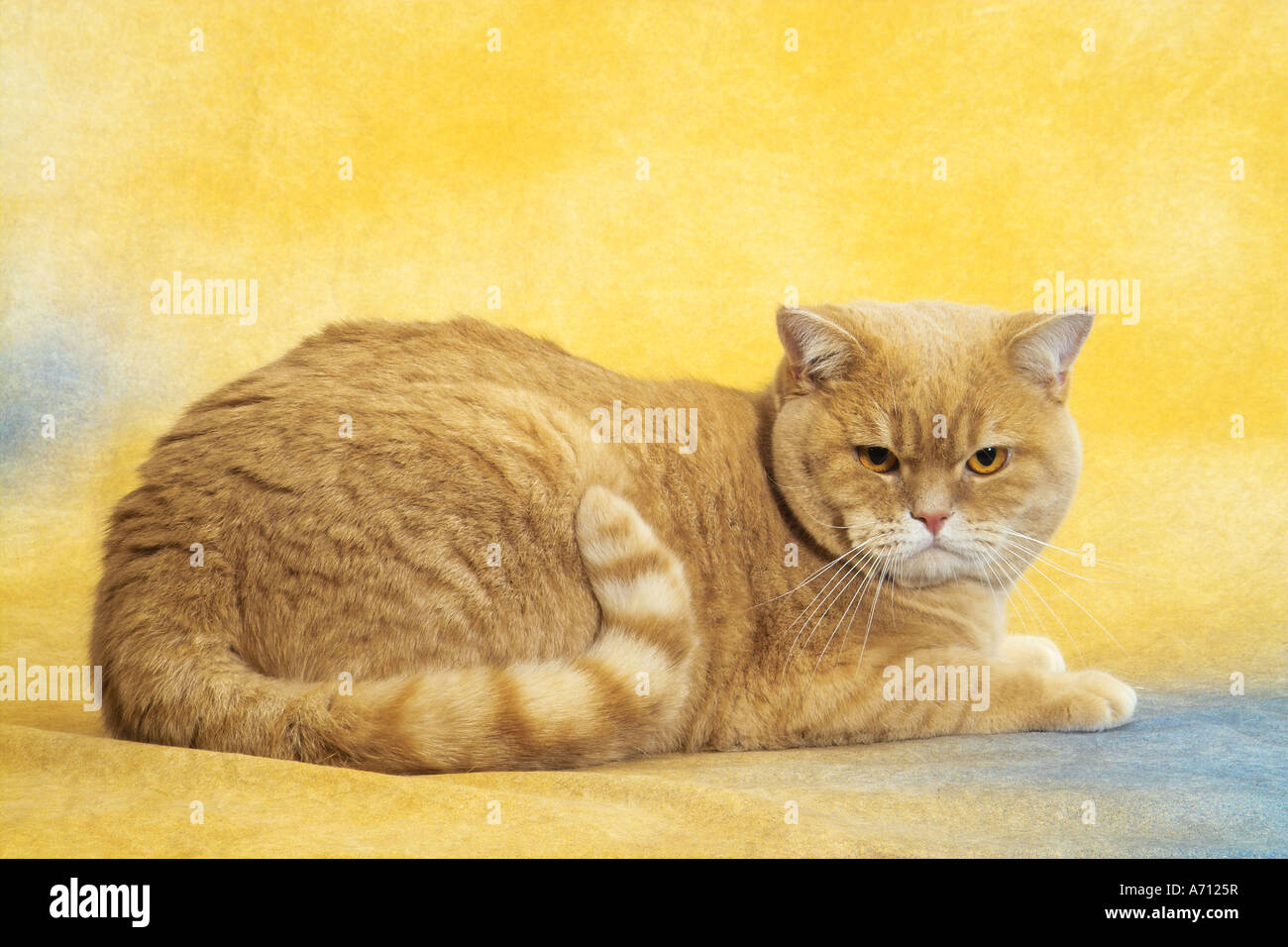 red British Shorthair cat - lying - cut out Stock Photo - Alamy