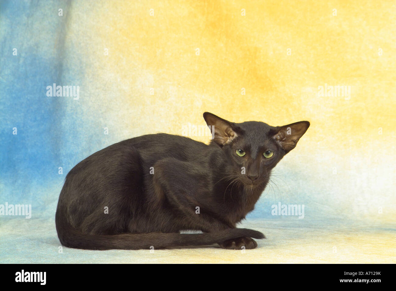 Oriental shorthairs hi-res stock photography and images - Alamy